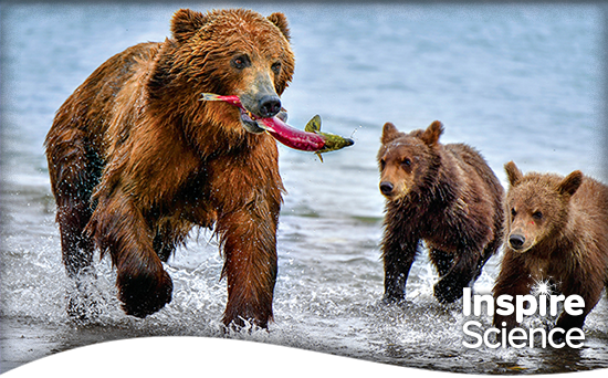 Inspire Science Implementation Resources